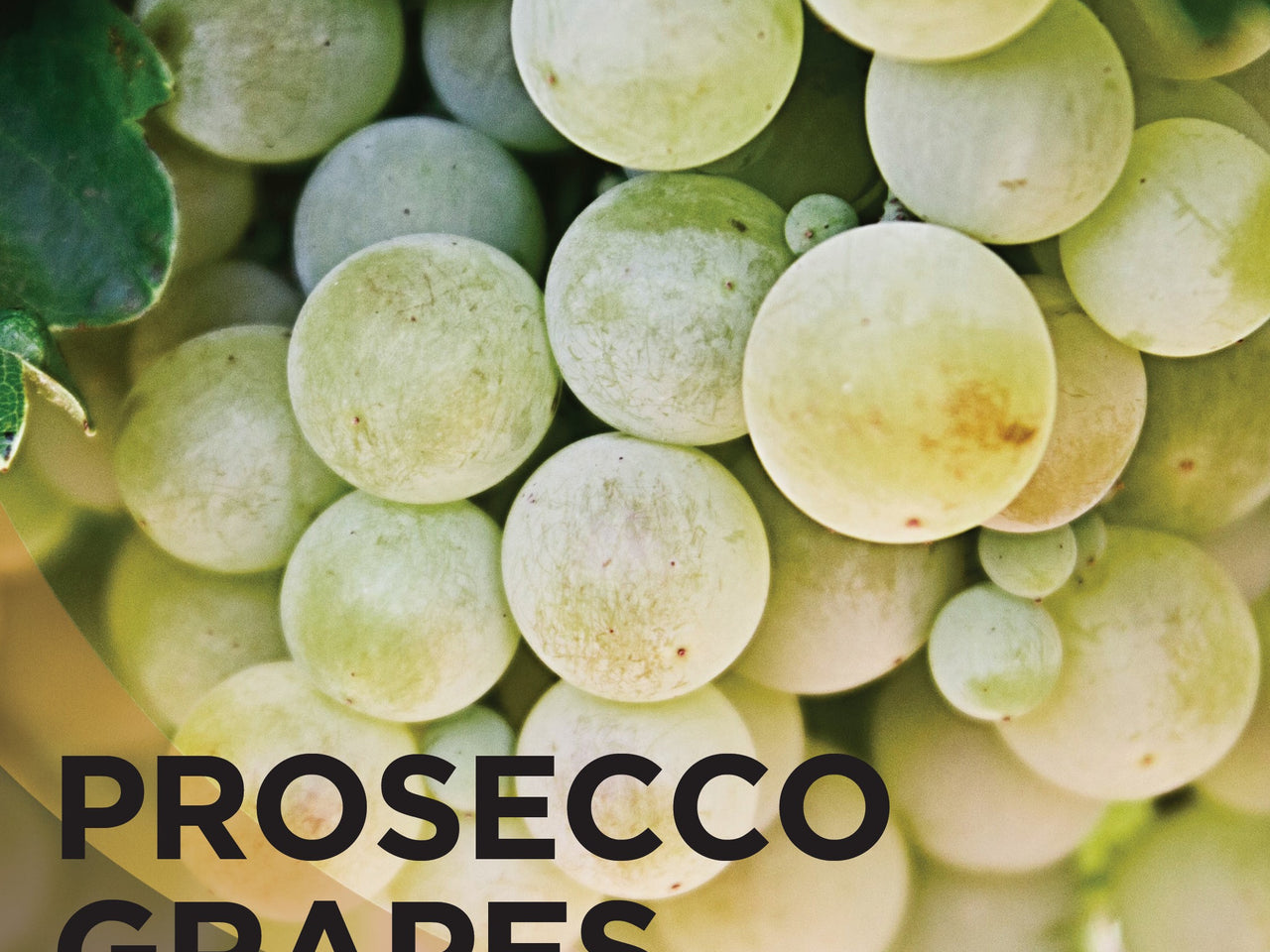 Prosecco Grapes sugar coated in Javamelts Flavored Sugar – JAVAMELTS